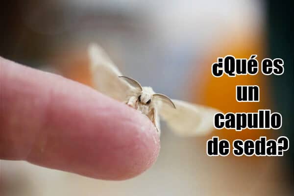 ¿Qué es un capullo de seda? - Johannesburg Summit