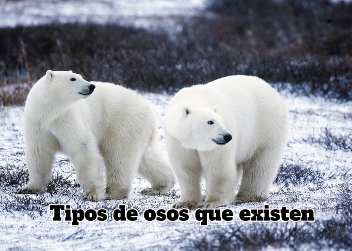 Tipos de osos que existen - Johannesburg Summit