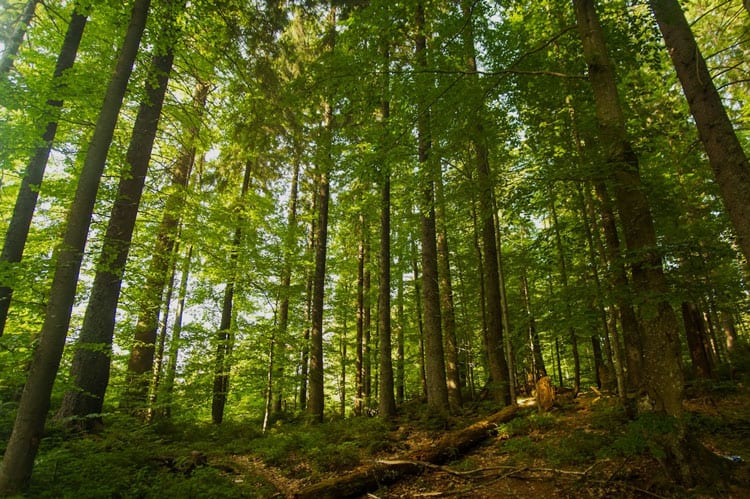 Consejos para mejorar los bosques y la naturaleza - Johannesburg Summit