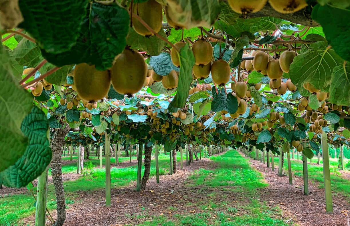 Cuándo llegó el kiwi a España - Johannesburg Summit